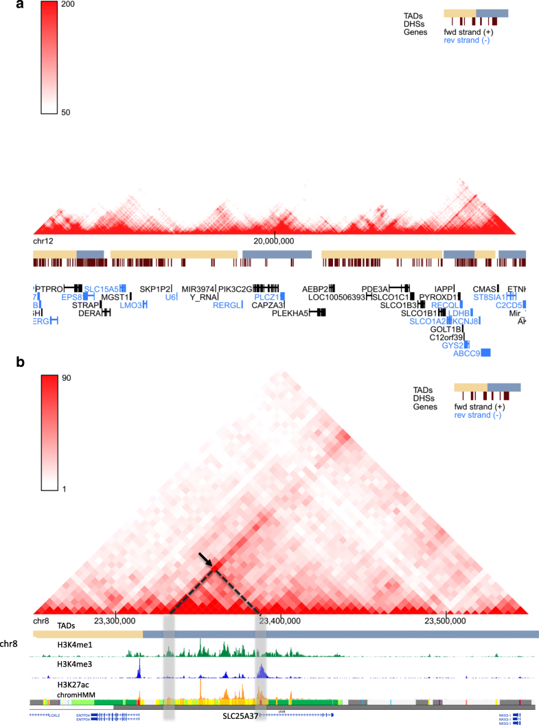 The 3D Genome Browser: a web-based browser for visualizing 3D genome organization and long-range ...