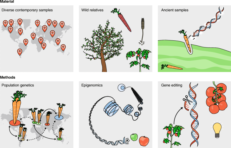 Genomic approaches for studying crop evolution | Genome Biology | Full Text