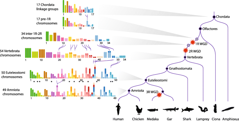 Chromosome evolution at the origin of the ancestral vertebrate genome ...