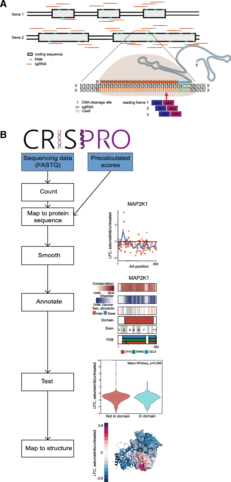 CRISPRO: identification of functional protein coding sequences based on ...