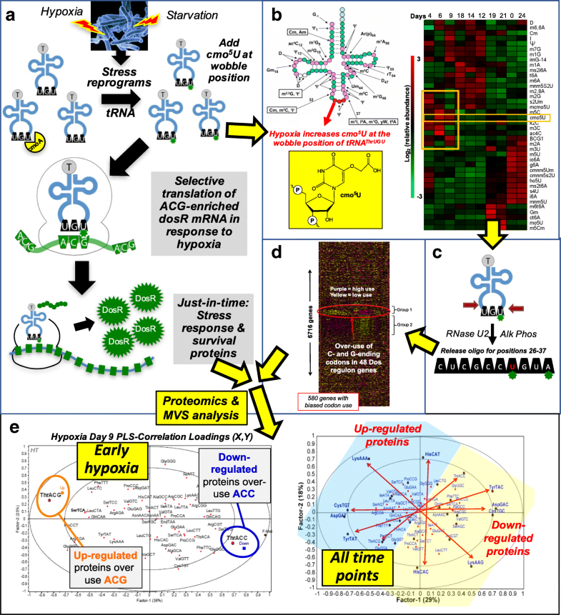 Lifestyle modifications: coordinating the tRNA epitranscriptome with codon bias to adapt ...