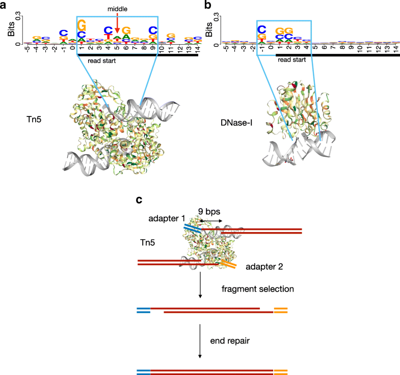 Identification of transcription factor binding sites using ATAC-seq ...