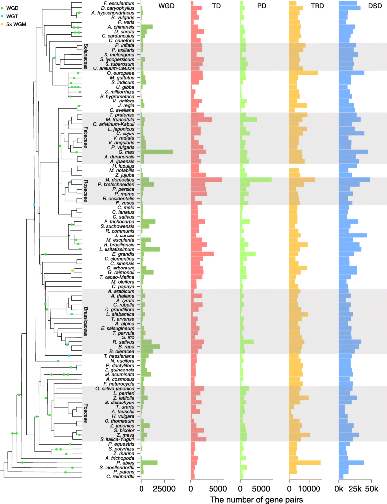 Gene duplication and evolution in recurring polyploidization ...
