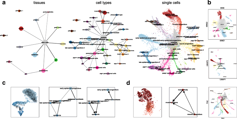 PAGA: graph abstraction reconciles clustering with trajectory inference ...
