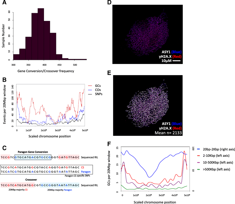 Analysis of the recombination landscape of hexaploid bread wheat reveals genes controlling ...