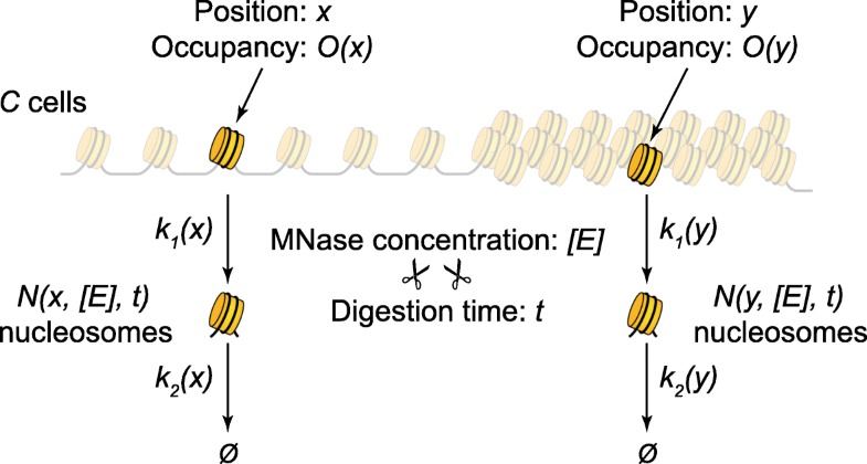 Quantitative MNase-seq accurately maps nucleosome occupancy levels ...