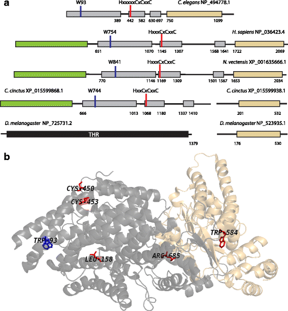 Conservation of the separase regulatory domain | Biology Direct | Full Text