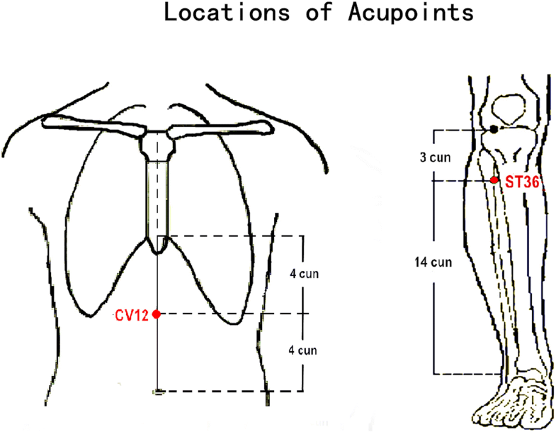 The central mechanism of acupuncture treatment with a long-lasting ...
