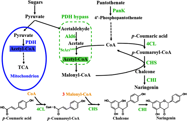 Improving acetyl-CoA biosynthesis in Saccharomyces cerevisiae via the ...
