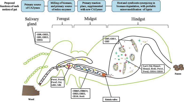 Transcriptome analysis of the digestive system of a wood-feeding ...