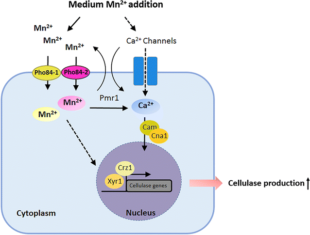 Mn2+ modulates the expression of cellulase genes in Trichoderma reesei ...