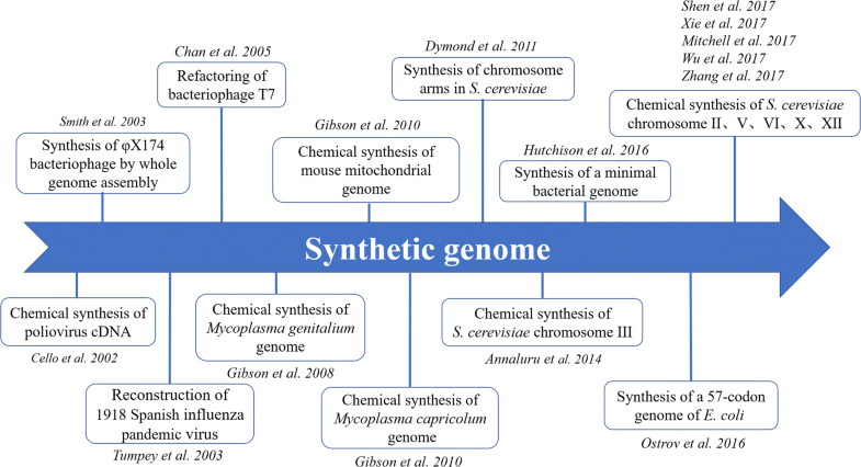Genetic tool development and systemic regulation in biosynthetic ...