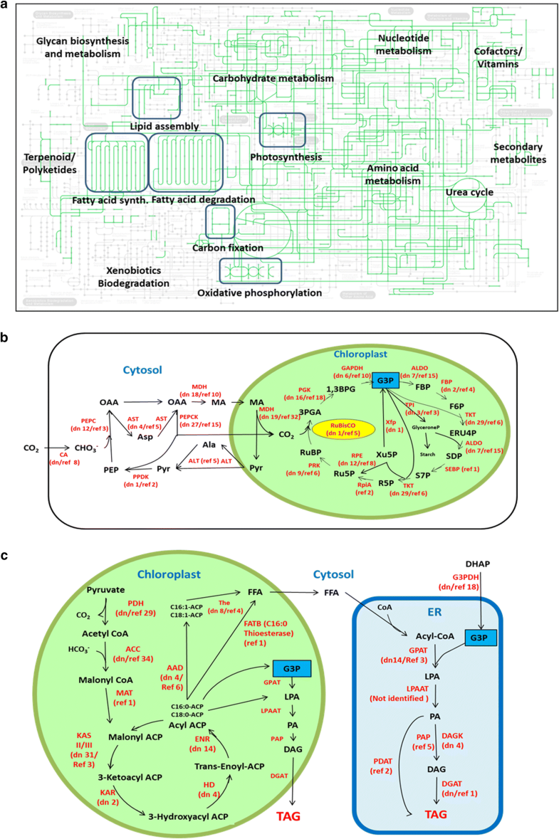 Draft genome sequence and detailed characterization of biofuel production by oleaginous ...