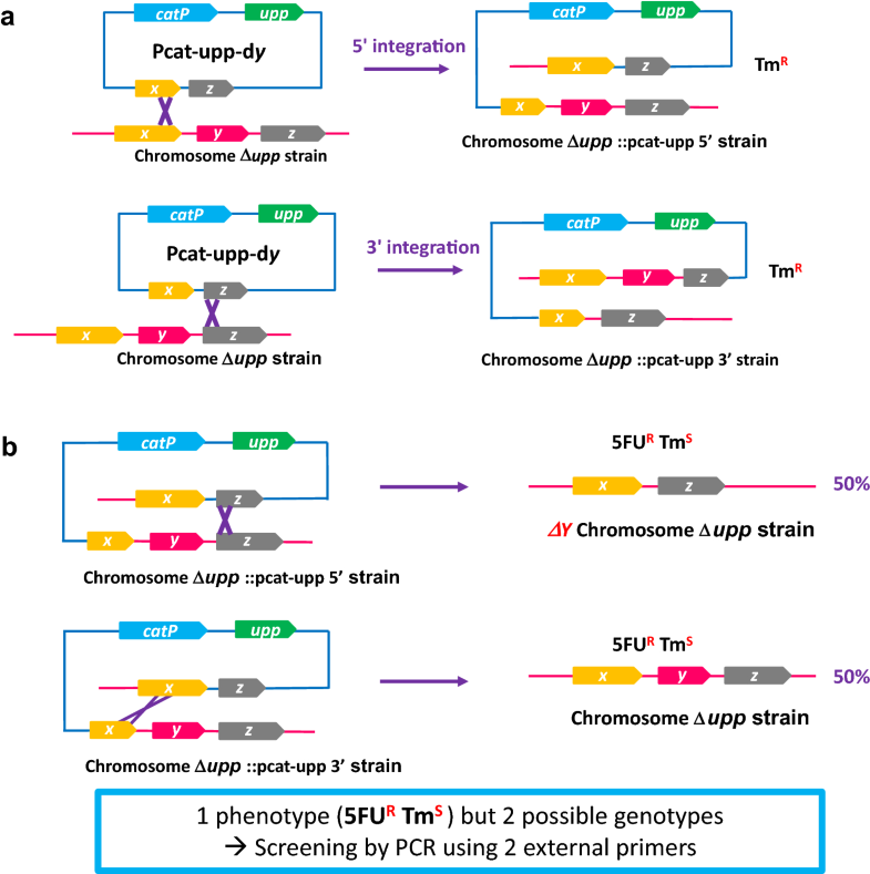 An efficient method for markerless mutant generation by allelic ...