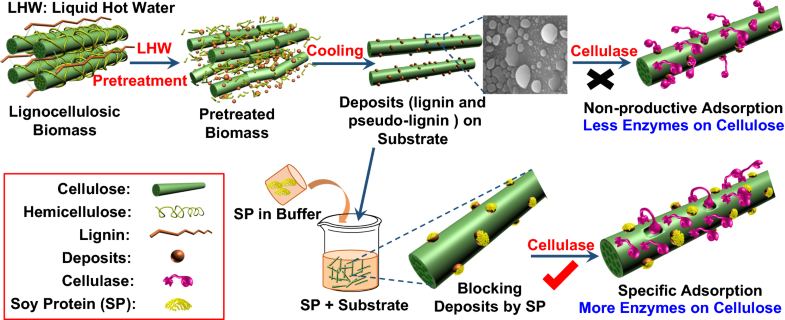 Promoting enzymatic hydrolysis of lignocellulosic biomass by inexpensive soy protein ...