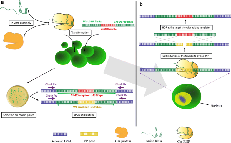 CRISPR–Cas ribonucleoprotein mediated homology-directed repair for ...