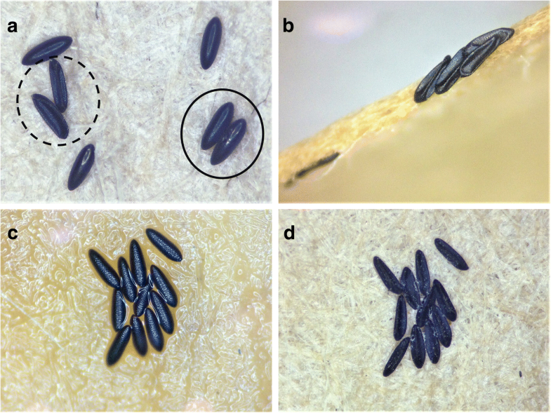 Sublethal effects of a vapour-active pyrethroid, transfluthrin, on Aedes aegypti and Ae ...