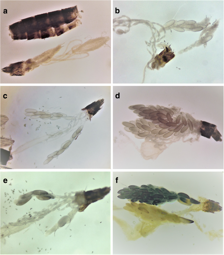 Sublethal effects of a vapour-active pyrethroid, transfluthrin, on Aedes aegypti and Ae ...