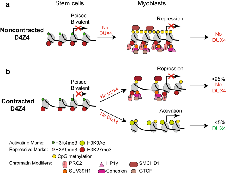Sporadic DUX4 expression in FSHD myocytes is associated with incomplete ...