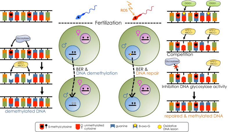Oxidative stress in sperm affects the epigenetic reprogramming in early embryonic development ...