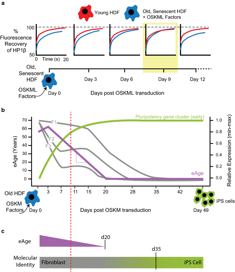 Age reprogramming and epigenetic rejuvenation | Epigenetics & Chromatin ...