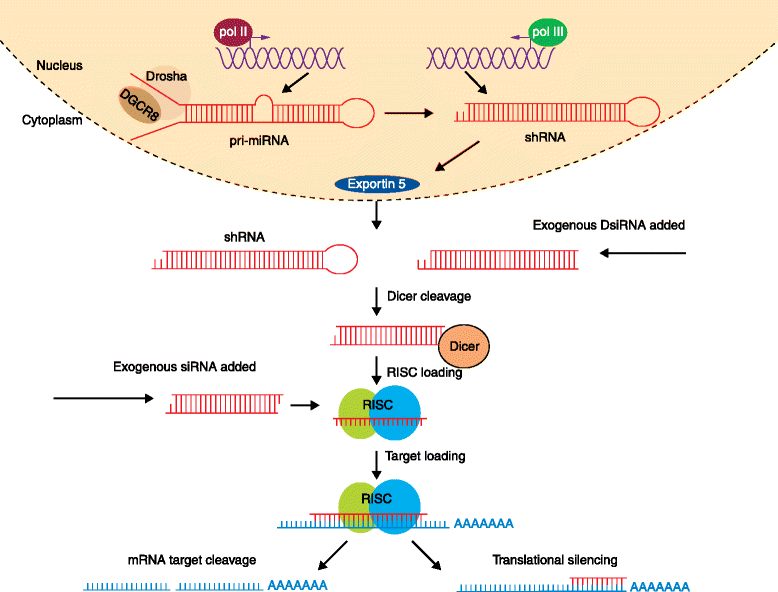 RNA interference approaches for treatment of HIV-1 infection | SpringerLink