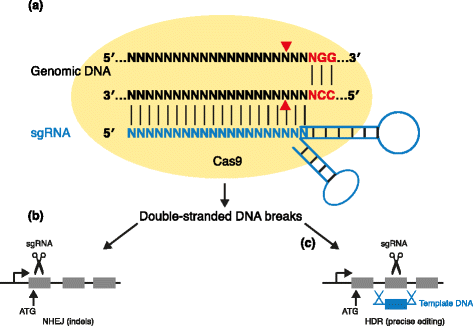 Precision cancer mouse models through genome editing with CRISPR-Cas9 ...