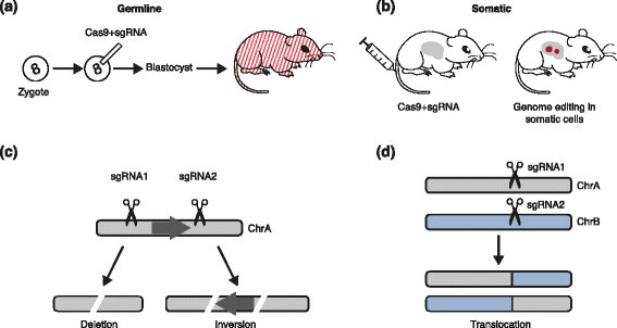 Precision Cancer Mouse Models Through Genome Editing With Crispr Cas9