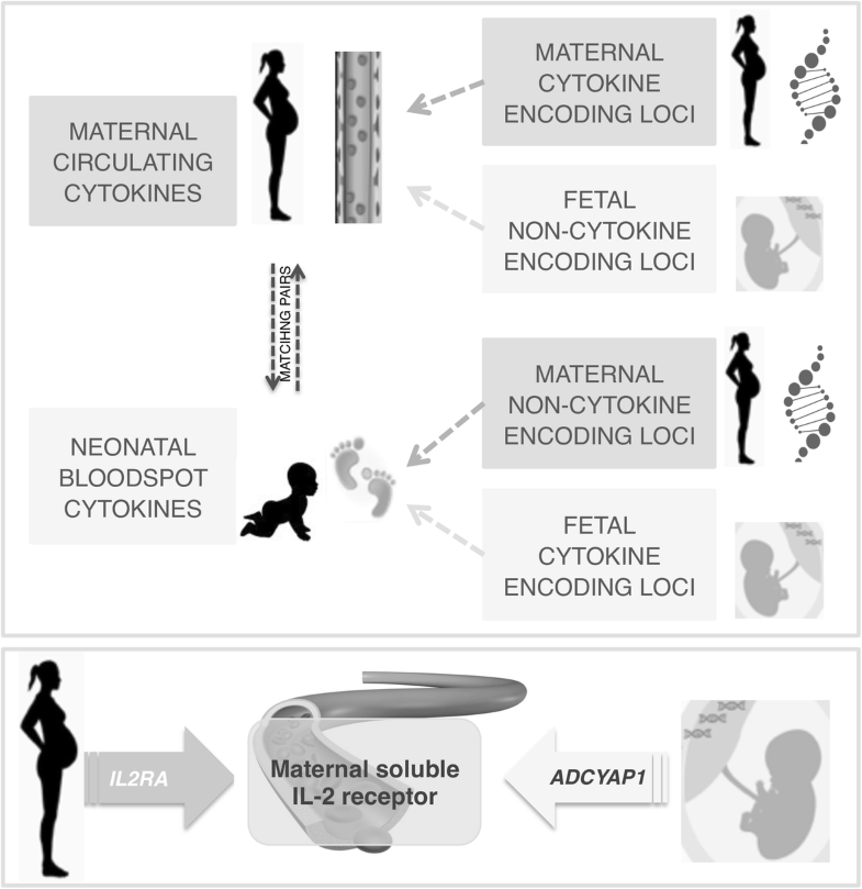 Cross-genetic determination of maternal and neonatal immune mediators ...