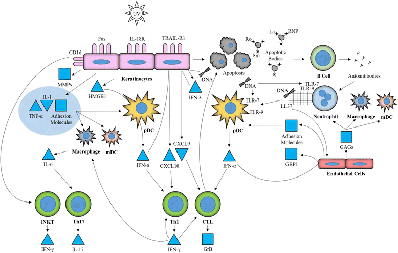 Pathophysiology Of Cutaneous Lupus Erythematosus Arthritis Research