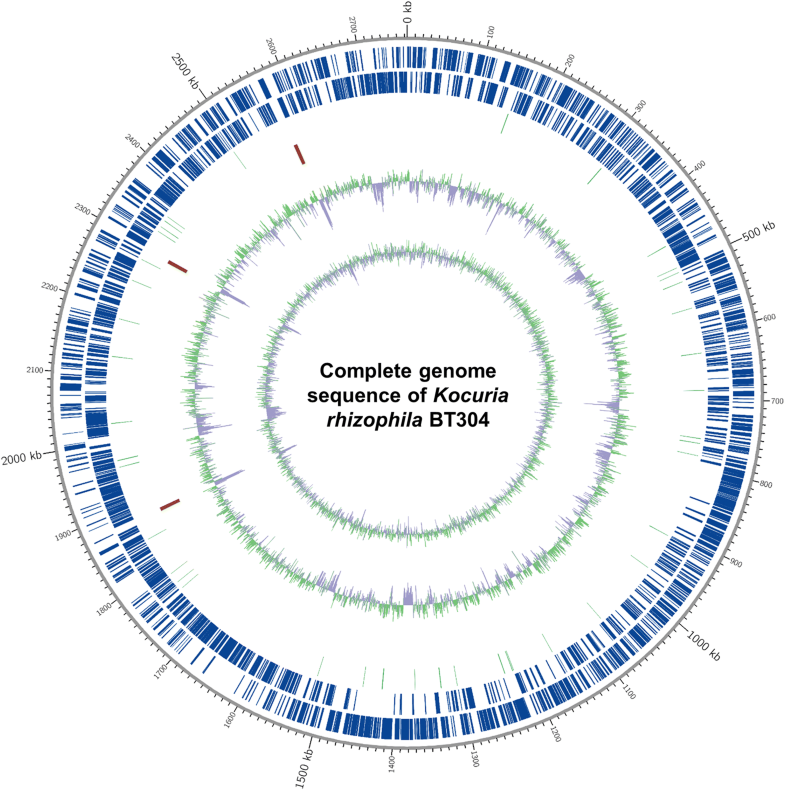 Complete genome sequence of Kocuria rhizophila BT304, isolated from the ...