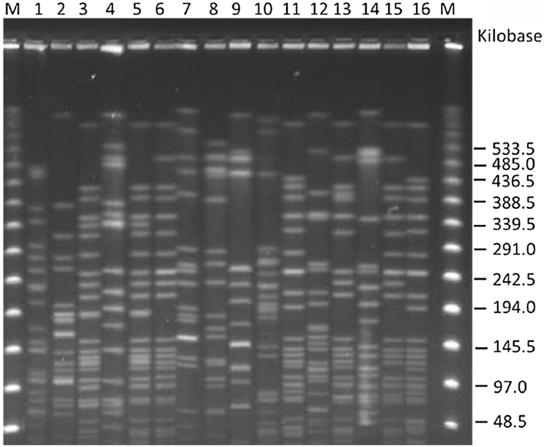 Rapid identification of capsular serotype K1/K2 Klebsiella pneumoniae in pus samples from liver ...