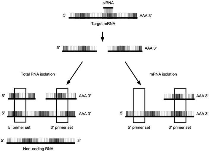 Optimal RNA isolation method and primer design to detect gene knockdown ...