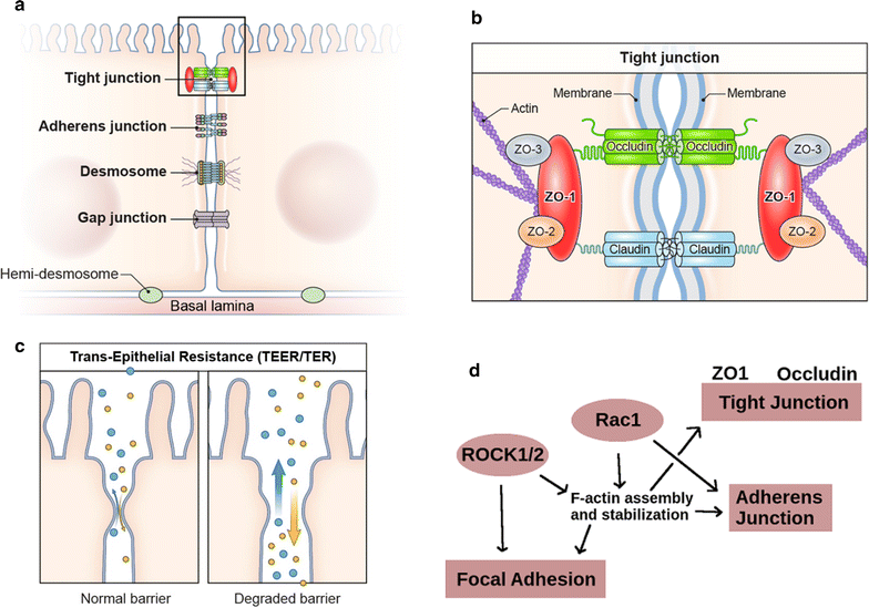 Modelling the structure of a ceRNA-theoretical, bipartite microRNA–mRNA ...