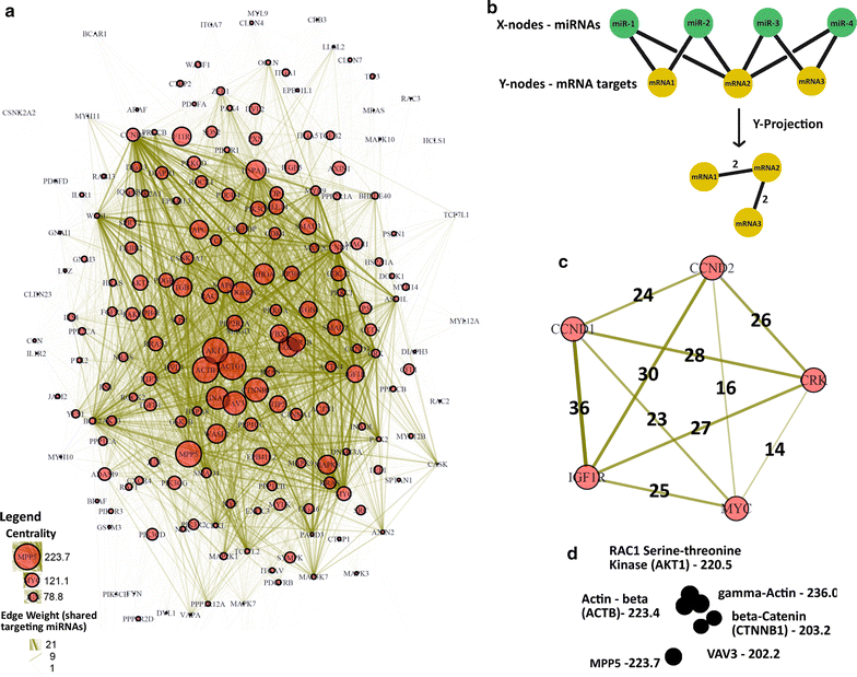 Modelling The Structure Of A Cerna Theoretical Bipartite Microrna Mrna
