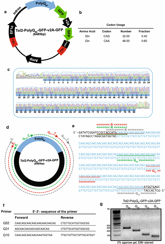 Degenerate codon mixing for PCR-based manipulation of highly repetitive sequences | BMC Research ...