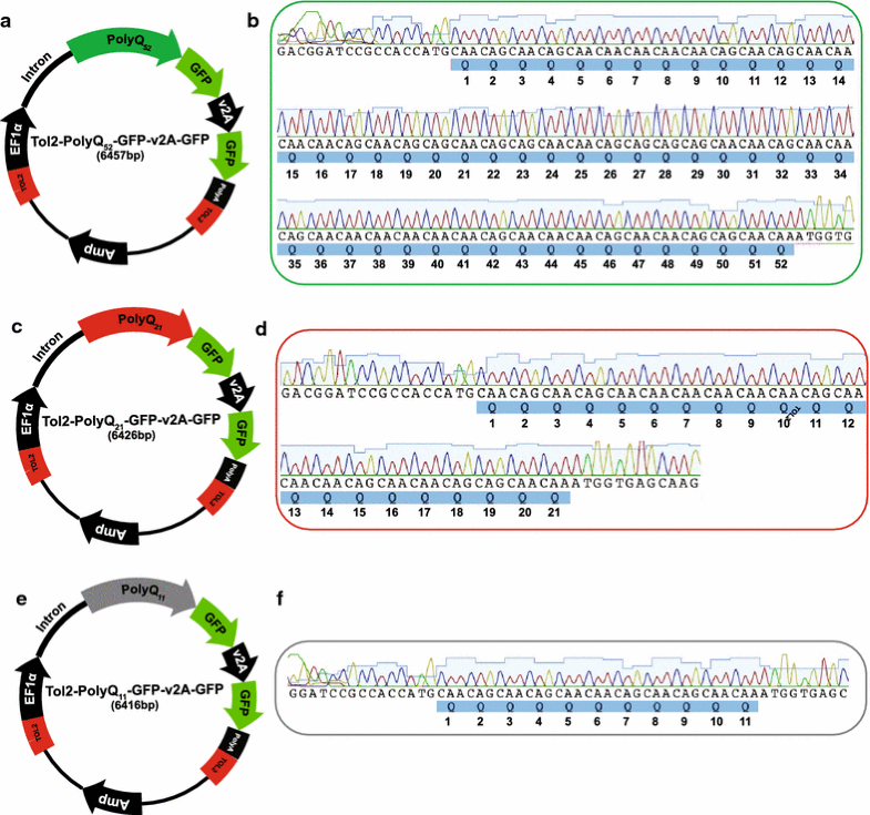 Degenerate codon mixing for PCR-based manipulation of highly repetitive ...