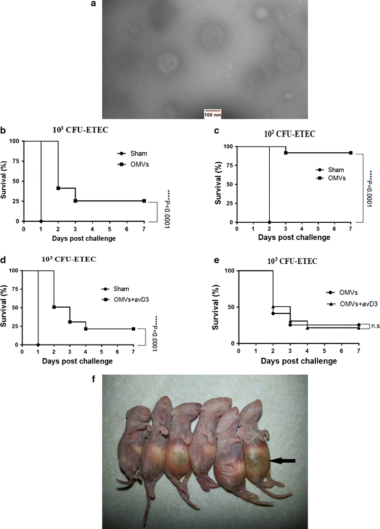 Protection against neonatal enteric colibacillosis employing E. Coli ...