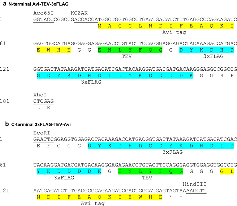 Mammalian expression vectors for metabolic biotinylation tandem ...