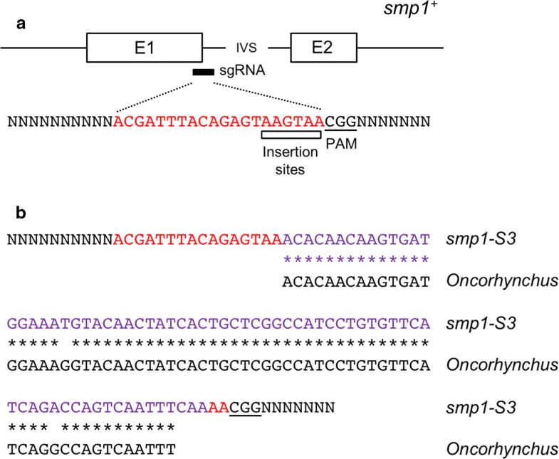 Unexpected insertion of carrier DNA sequences into the fission yeast ...