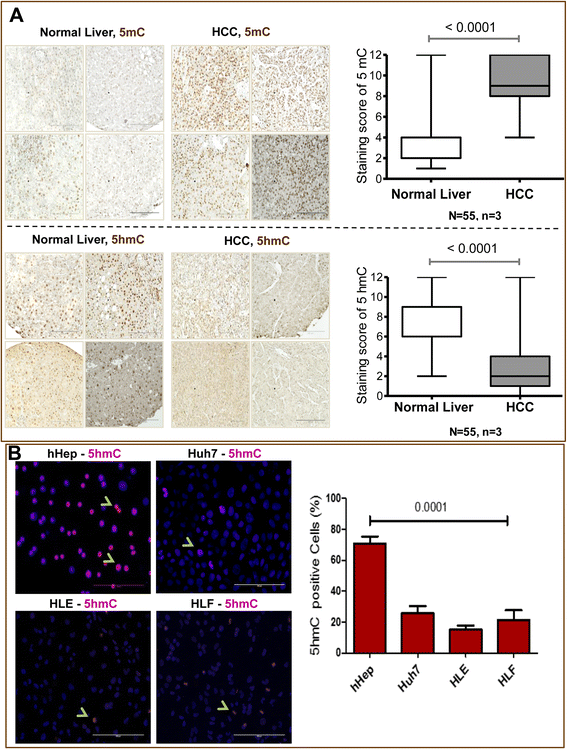 Induction of active demethylation and 5hmC formation by 5-azacytidine ...