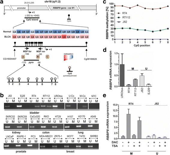Promoter methylation of DNA damage repair (DDR) genes in human tumor ...