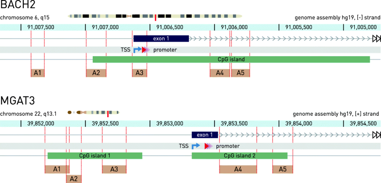 Promoter methylation of the MGAT3 and BACH2 genes correlates with the ...