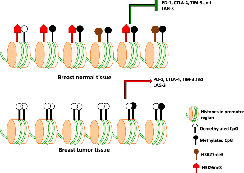 DNA methylation and repressive H3K9 and H3K27 trimethylation in the promoter regions of PD-1 ...