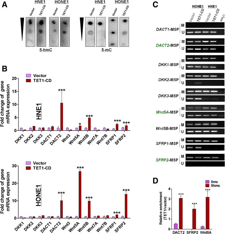 TET1 exerts its anti-tumor functions via demethylating DACT2 and SFRP2 ...