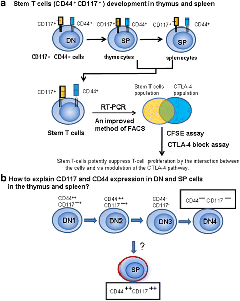 CD117+CD44+ Stem T Cells Develop in the Thymus and Potently Suppress T ...