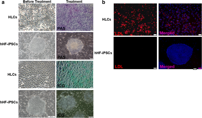 Analysis of differentially expressed genes among human hair follicle ...