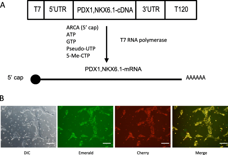 Establishment of a rapid and footprint-free protocol for ...