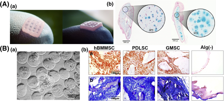 Mesenchymal stem cell 3D encapsulation technologies for biomimetic ...