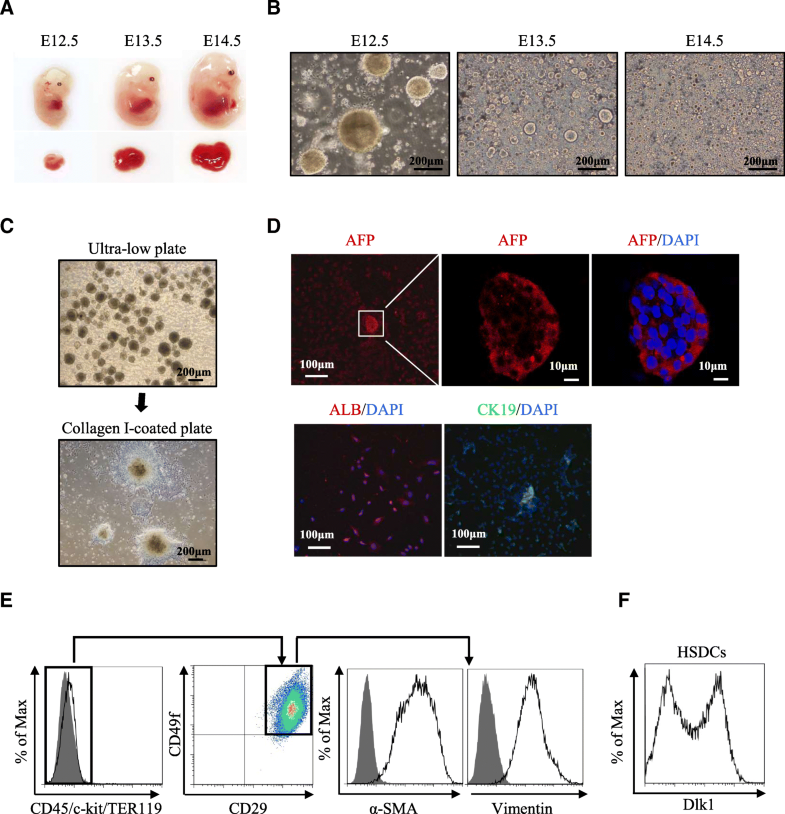 Distinct roles of Dlk1 isoforms in bi-potential differentiation of ...